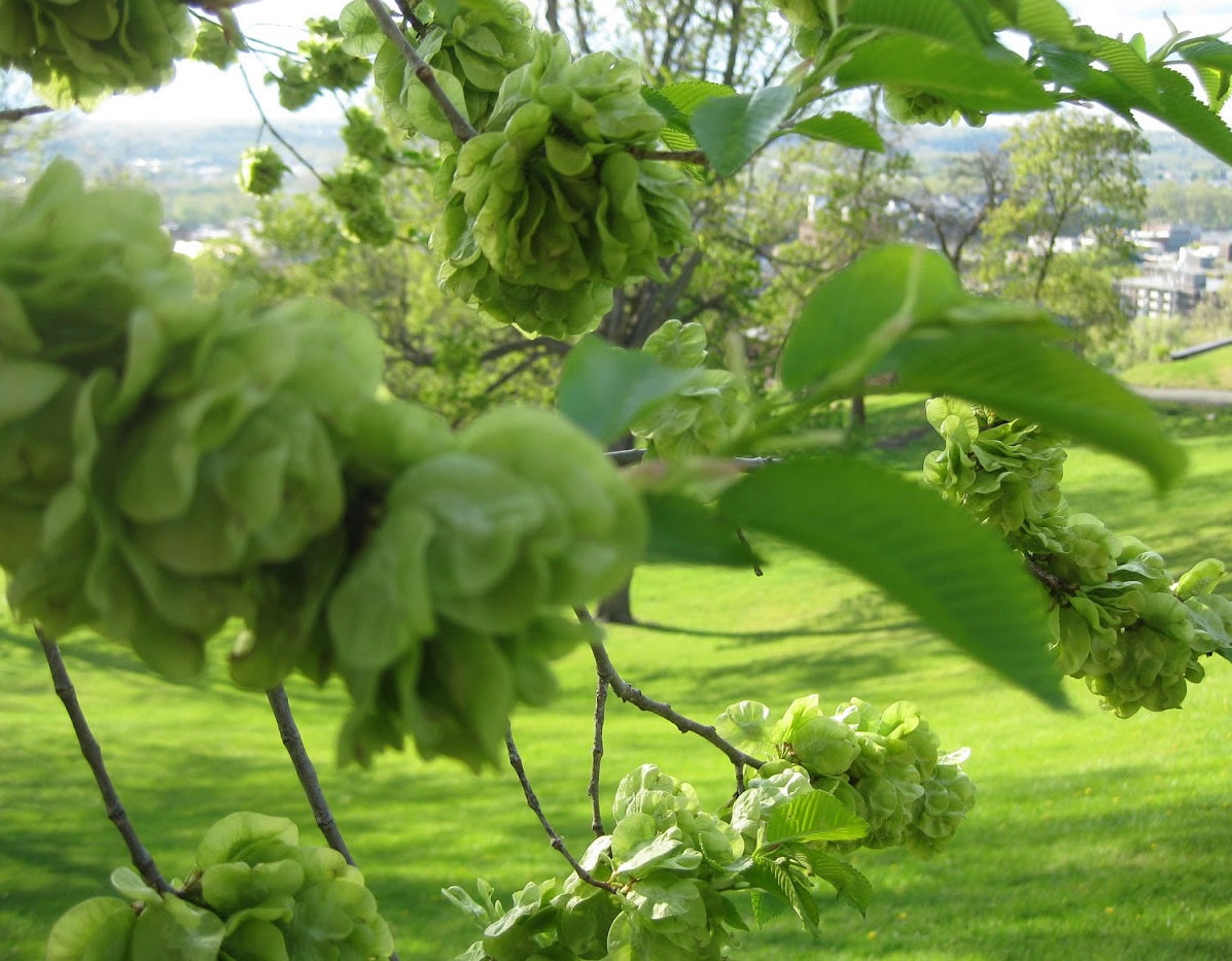 The Wonderful Benefits of Slippery Elm – Moonspells Beauty