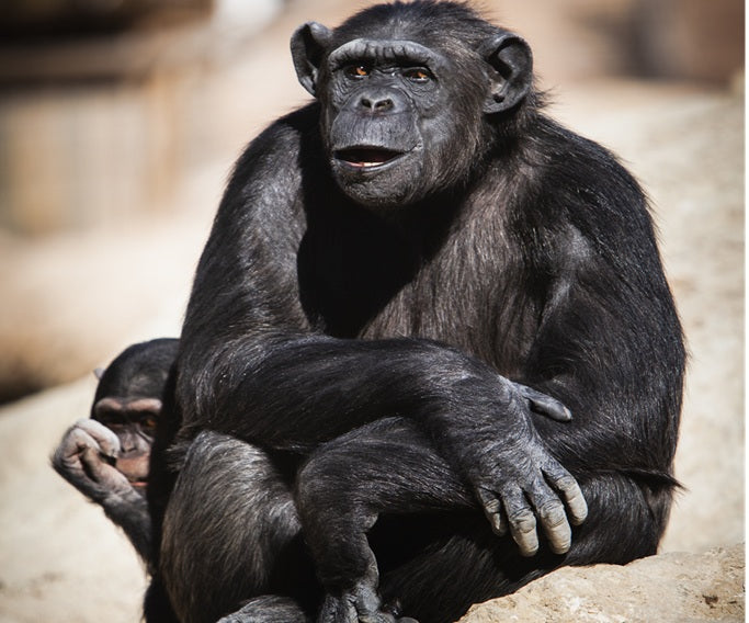 Chimpanzee Stem Cells A New Frontier in Embryonic Development ...